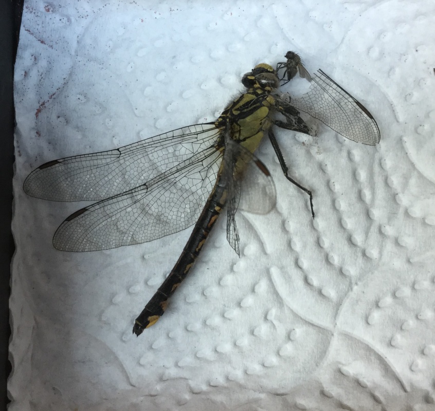 A real dragonfly in Dragonfly Class | St John The Baptist CE Primary ...